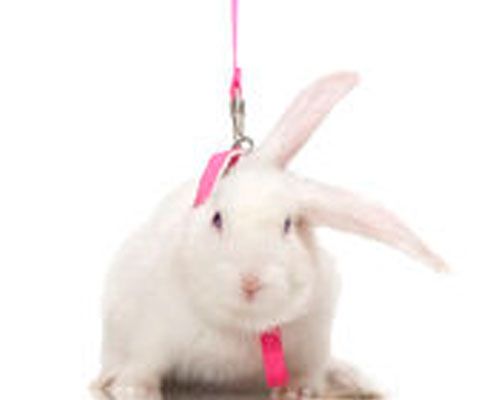 Rabbit Harnesses - Rabbit Products | Pet Homes