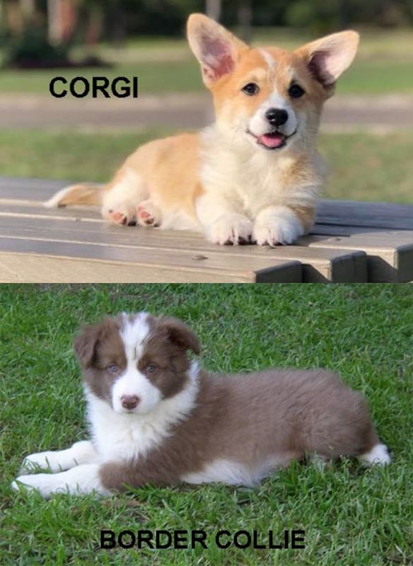 Puppy Packs - Dog Products | Pet Homes