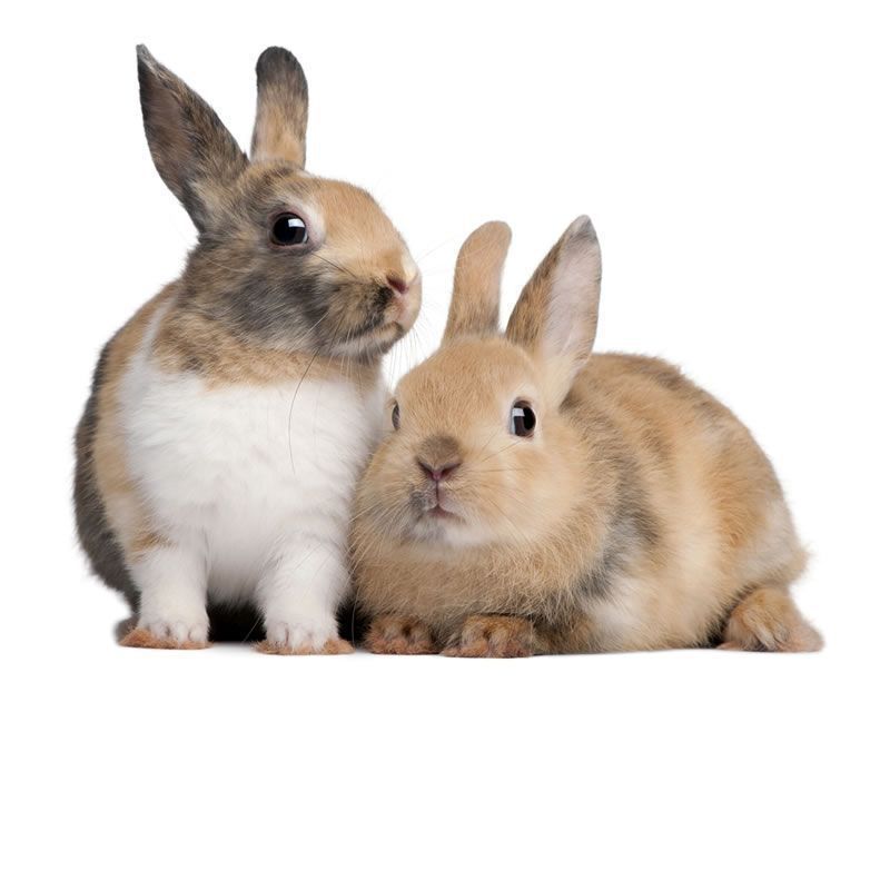 Rabbit Starter Packs - Rabbit Products | Pet Homes